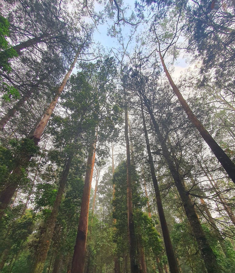 East Java, Indonesia - June 24, 2023 : Tall Big Trees and Blue Sky in ...