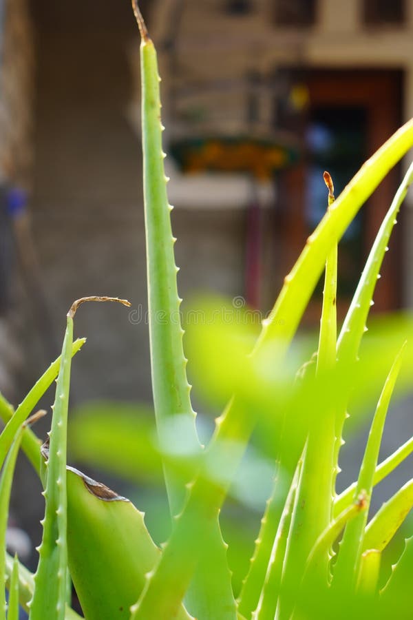 East Java, Indonesia - October 23, 2022: Beautiful Flowers Due To the ...