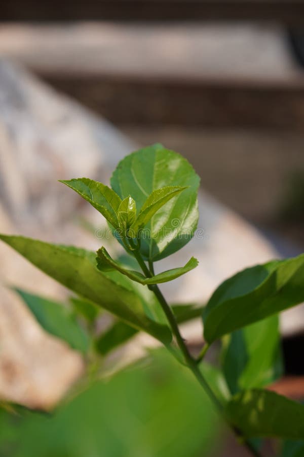 East Java, Indonesia - October 23, 2022: Beautiful Flowers Due To the ...