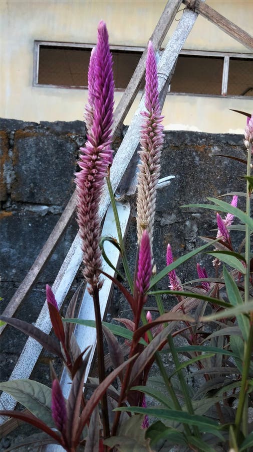 East Java, Indonesia 20th June 2024, Wild Plants on the Edge of ...