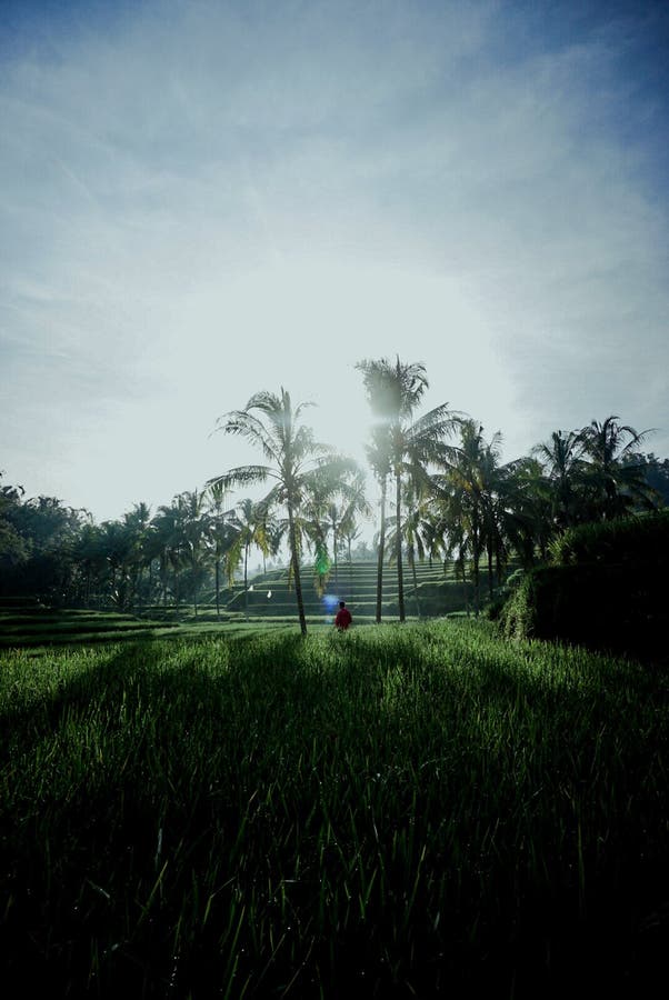 East Java Terrace stock image. Image of java, tree, east - 193361371