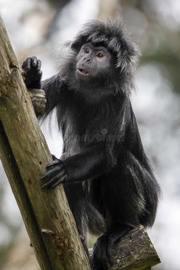 The East Javan langur stock photo. Image of africa, luntung - 227492608