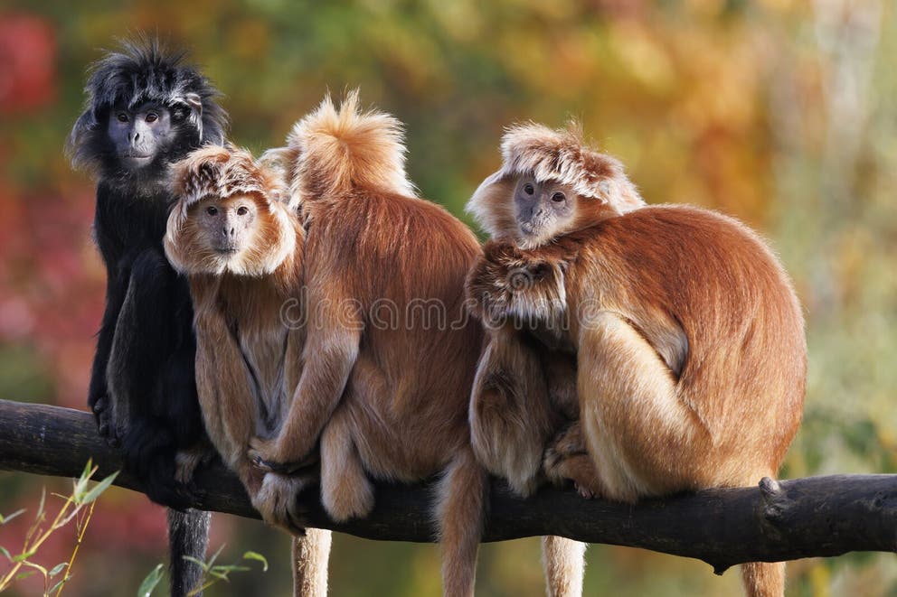 The East Javan Langur (Trachypithecus Auratus) Stock Photo - Image of ...