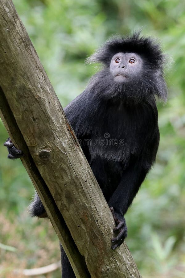 East Javan Langur Trachypithecus Auratus Stock Image - Image of ...