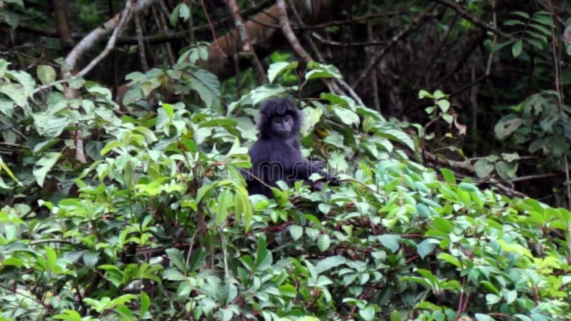 East Javan Langur (Trachypithecus Auratus, Ebony Lutung, Javan Langur ...