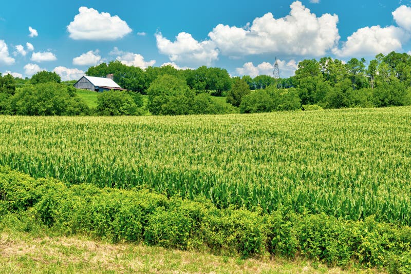 East Tennessee Corn Field in Summer Stock Image - Image of agriculture ...
