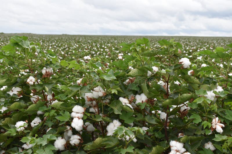 East Texas Cotton 2018 stock photo. Image of white, clouds - 126138632