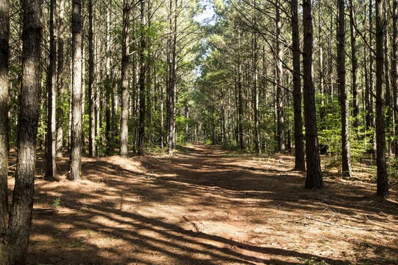 East Texas Forest stock photo. Image of east, walking - 41489956