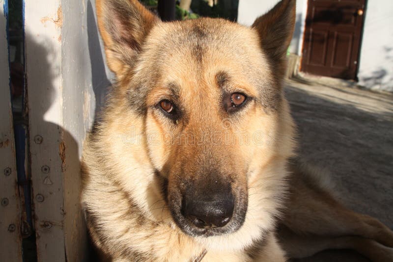 518 Western Shepherd Stock Photos - Free & Royalty-Free Stock Photos ...