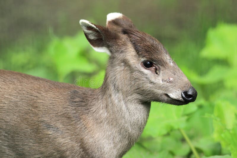 Tufted deer stock image. Image of tufted, antelope, elaphodus - 33245199