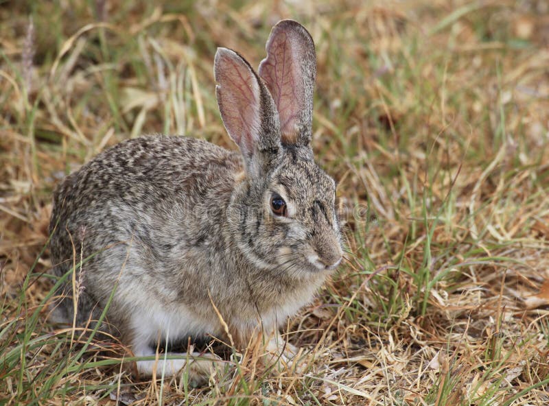 Closeup of a Cottontail Rabbit Running Toward You Stock Photo - Image ...