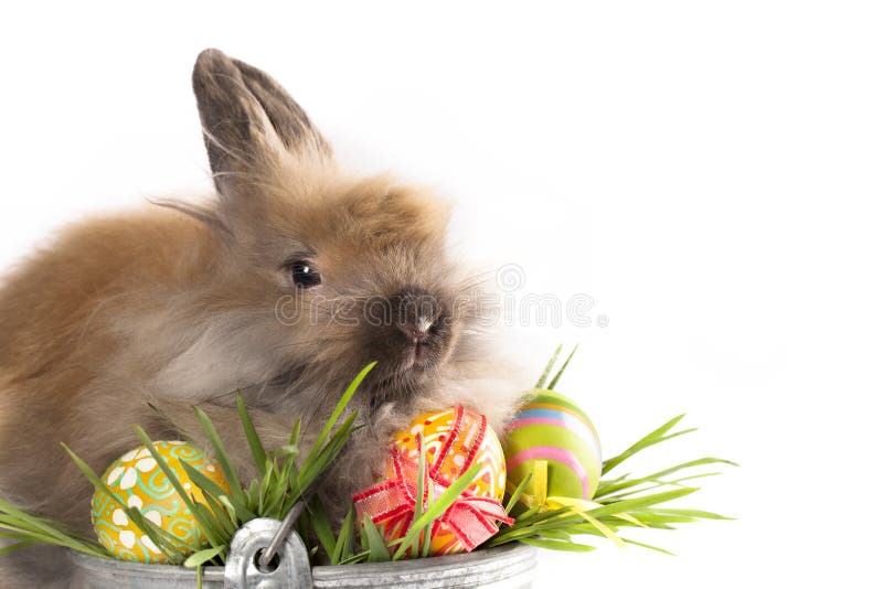 Easter - Baby Rabbits and Easter Eggs Stock Photo - Image of fluffy ...
