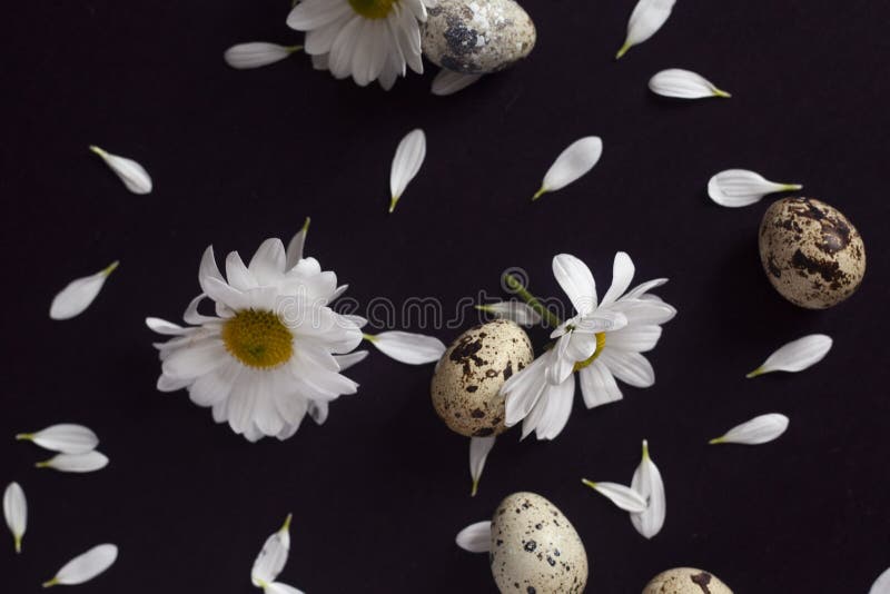 Easter background on dark stock photo. Image of bird - 172631420