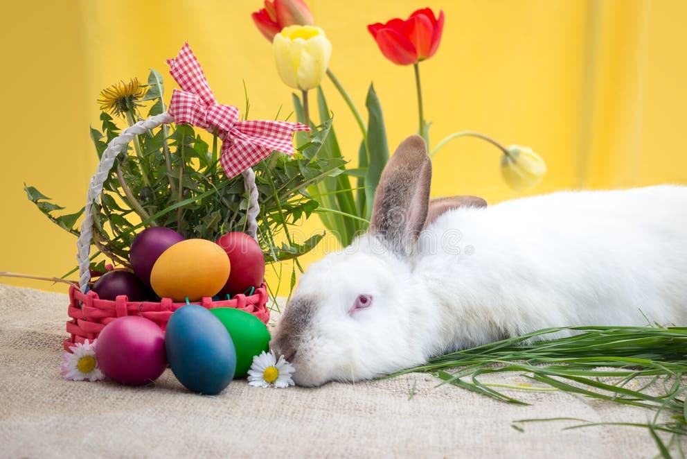 Easter Basket with Easter Rabbit Stock Image - Image of ears ...