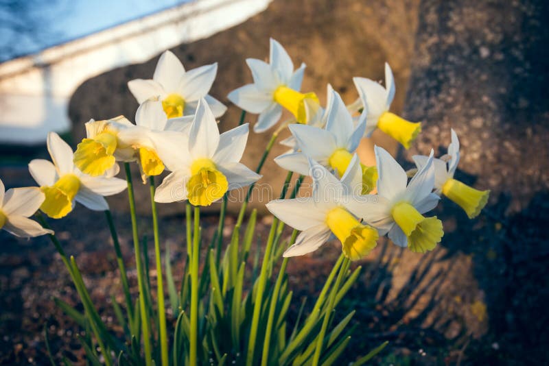 Easter Bells in Spring in the Sunlight Stock Photo - Image of april ...