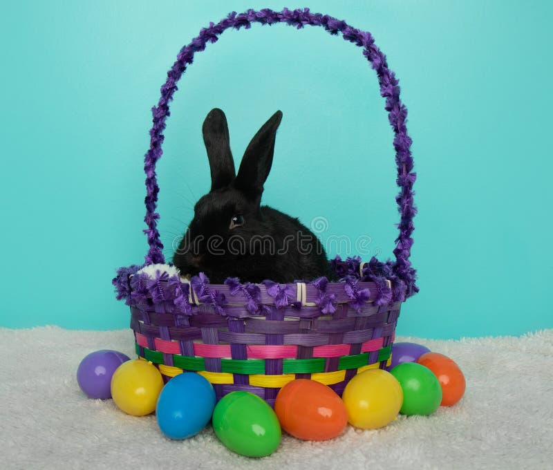 Easter Black Bunny Rabbit in a Basket with Eggs Stock Photo - Image of ...