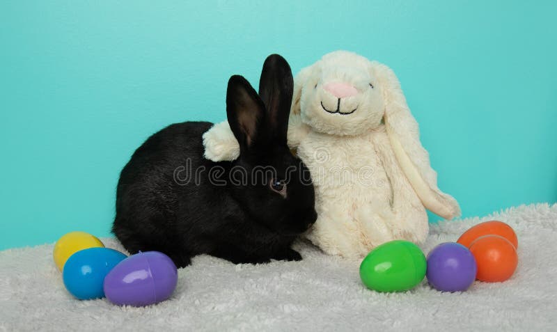 Easter Black Bunny Rabbit with a Toy and Eggs Stock Photo - Image of ...