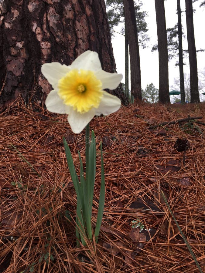 Easter Bloom stock image. Image of serene, flowers, daffodil - 51359177