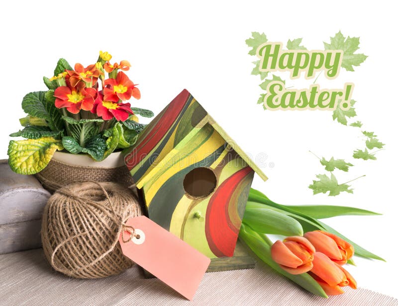 Easter Border with Orange Tulips and Primulas on White Stock Image ...