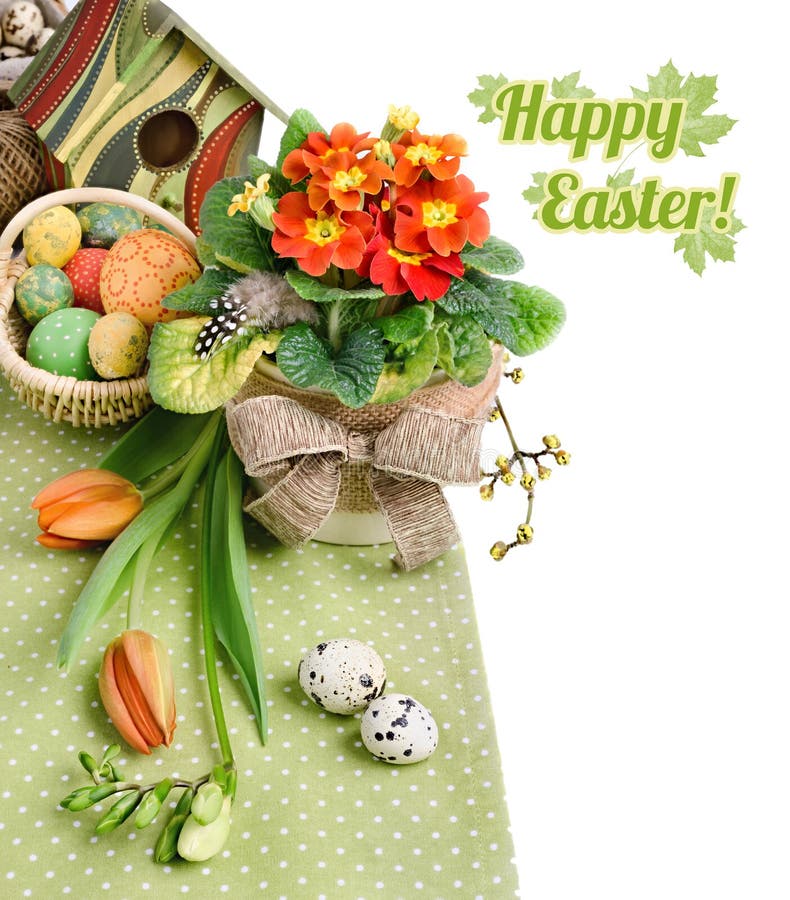 Easter Border with Orange Tulips and Primulas on White Stock Photo ...