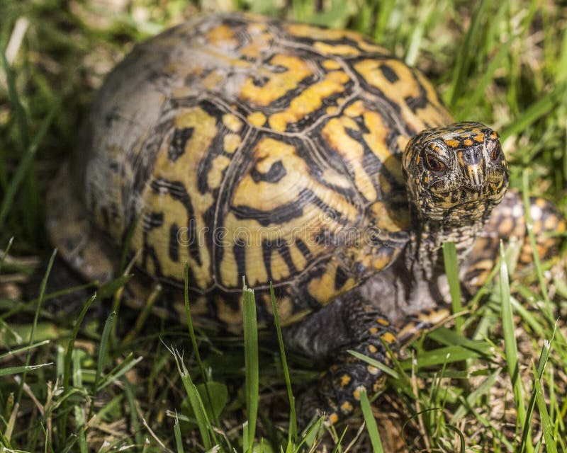 Easter Box Turtle Looking at Me. Stock Photo - Image of reptile, slow ...