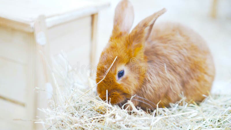 Easter Bunnies in the Paddock Stock Image - Image of baby, cute: 270168155