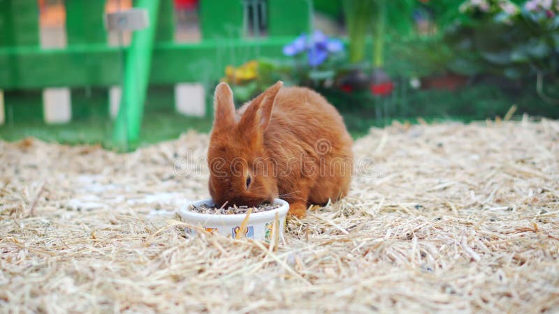 Easter Bunnies Play, Eat, Rest in the Paddock. Stock Footage - Video of ...