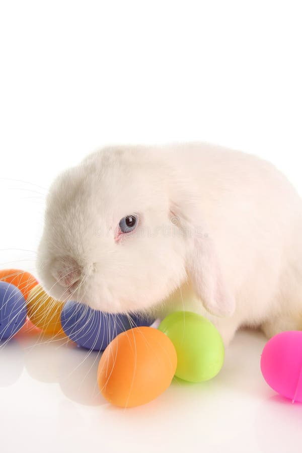 Easter Rat stock photo. Image of vermin, rabbit, furry - 13086188