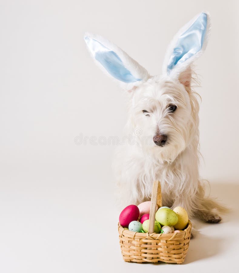 Easter Bunny stock photo. Image of colored, spring, eggs - 23732754