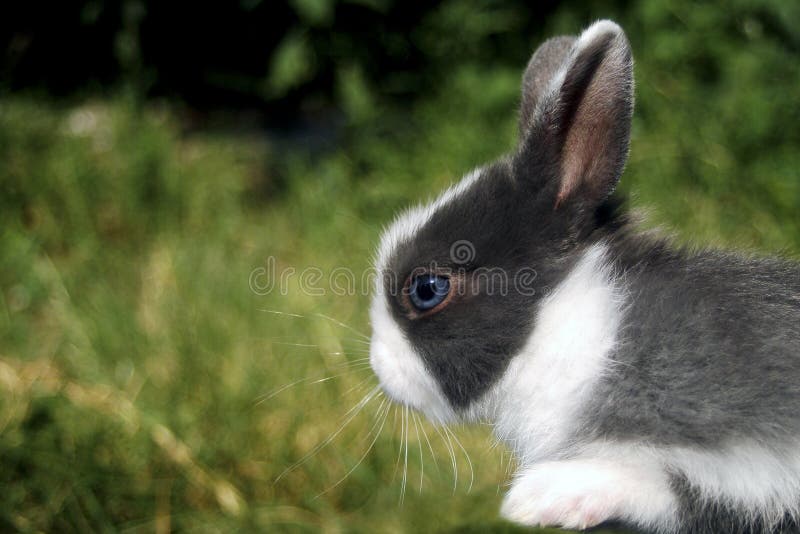 Golden Baby Rabbit stock photo. Image of pacific, corn - 953814