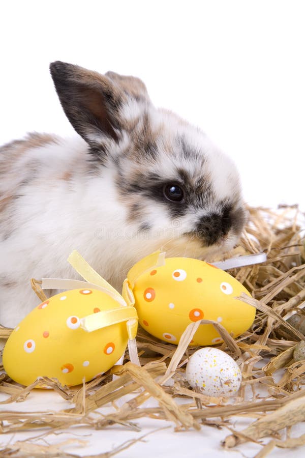 Easter bunny stock image. Image of holiday, bunnies, eggs - 4315575