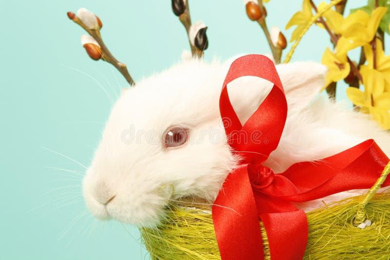 Bunny Picture. Image: 4562790