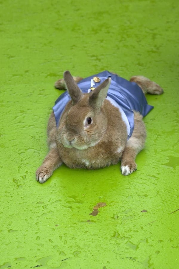 250 Cute Fat Easter Bunny Stock Photos - Free & Royalty-Free Stock ...