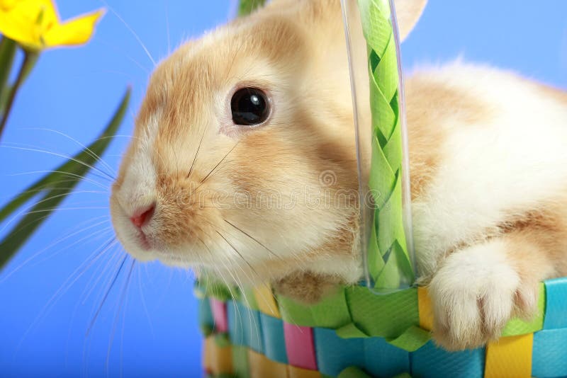 Easter bunny in a basket stock photo. Image of yellow - 12809788