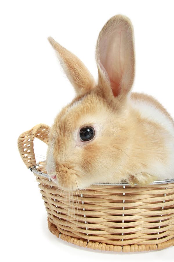 Easter bunny in a basket stock photo. Image of bunny - 12930918