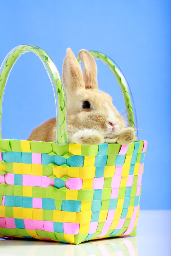 Easter bunny in a basket stock photo. Image of yellow - 12809788
