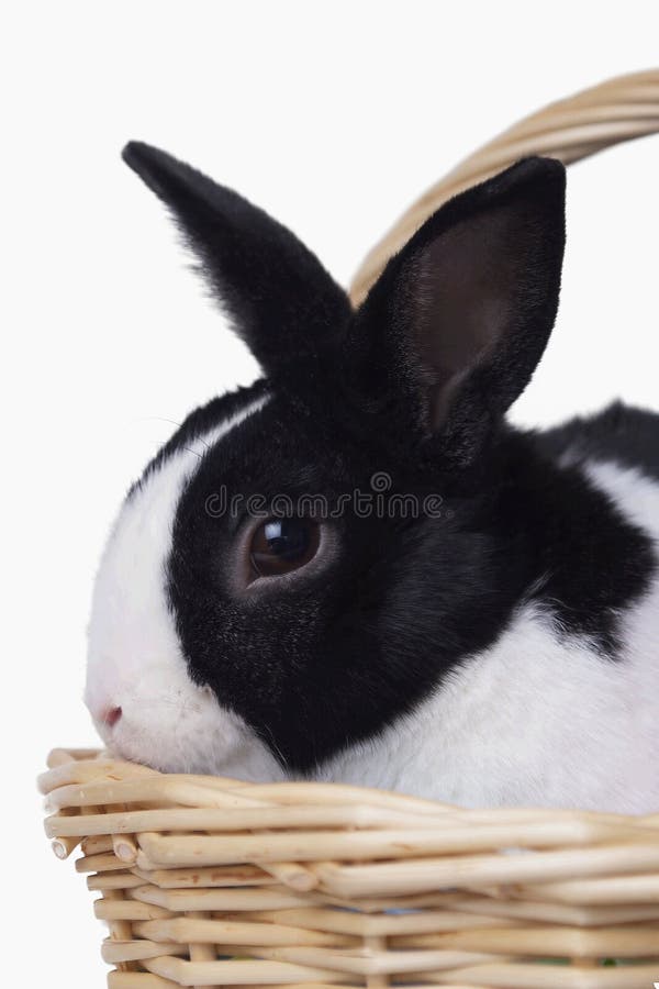 Easter bunny in basket stock photo. Image of blue, festival - 7546062
