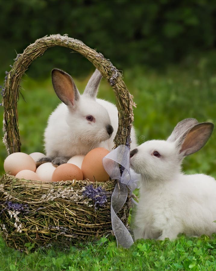 Easter Basket and the Easter Bunny Stock Photo - Image of eggs, happy ...