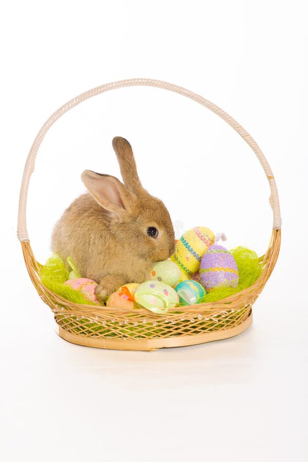 Easter Bunny with Basket and Eggs Stock Photo - Image of flower, group ...