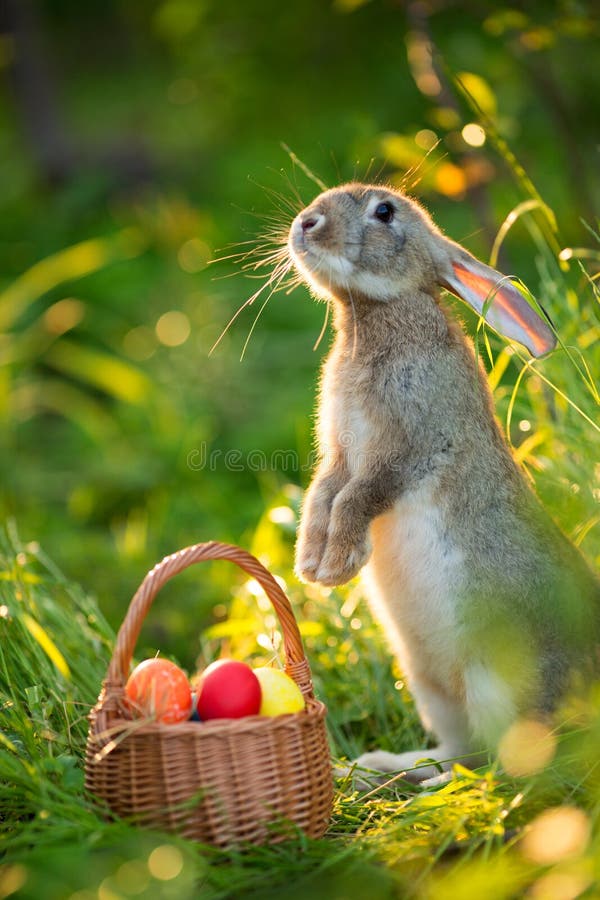 270+ Easter bunny basket eggs Free Stock Photos - StockFreeImages