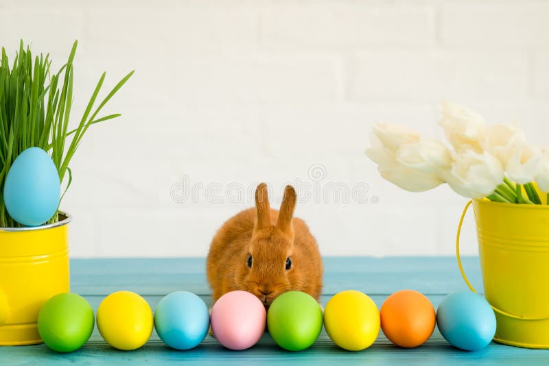 Easter Bunny and Basket of Eggs Stock Photo - Image of blue, animal ...