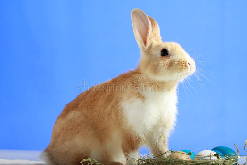 Easter Bunny On Blue Background Stock Image - Image of dwarf, domestic ...