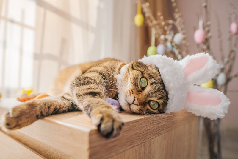 Easter Bunny Cat in Bunny Ears Lying on the Bedside Table. Stock Image ...