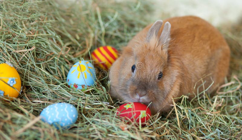 Easter Bunny with Colorful Eggs in Hay Stock Photo - Image of blue ...