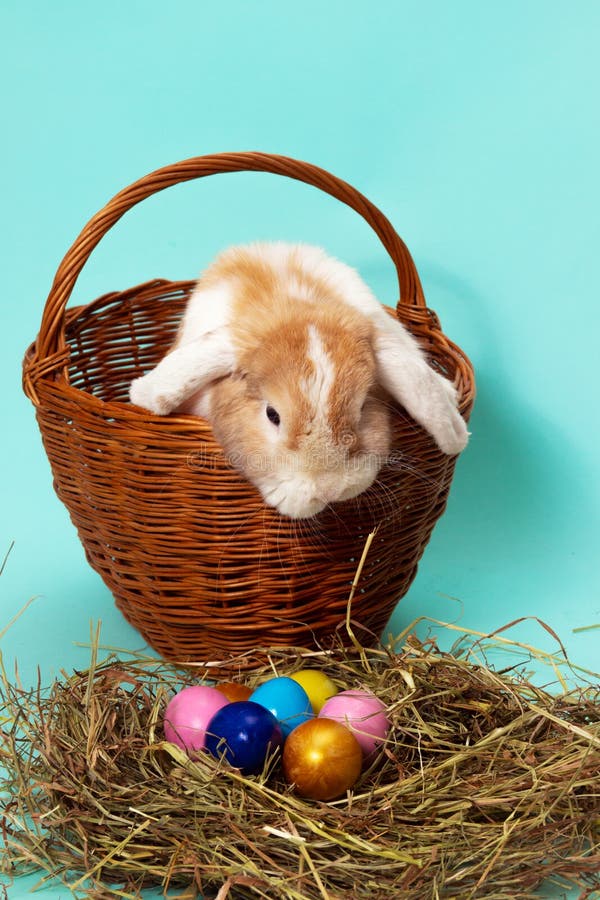 Easter Bunny and Colorful Eggs on Hay in Basket on Tiffany Blue ...