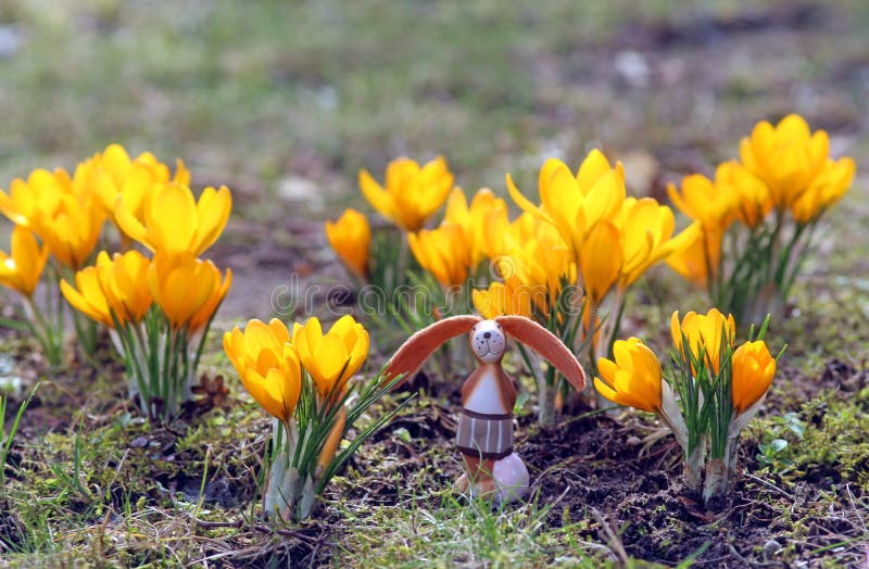 Easter bunny and crocuses stock image. Image of ears - 88285885