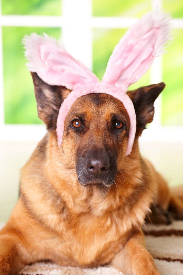 Easter bunny dog stock photo. Image of friendly, positive - 12889292