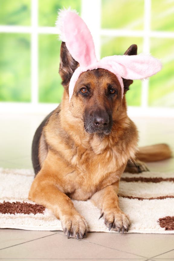Easter bunny dog stock image. Image of rabbit, funny - 12889325