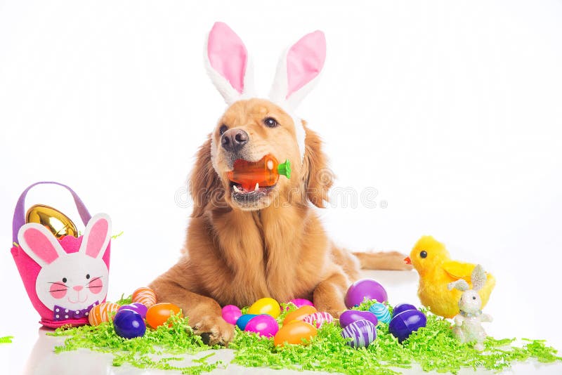 Funny Easter Dog with Basket Stock Image - Image of positive, wearing ...