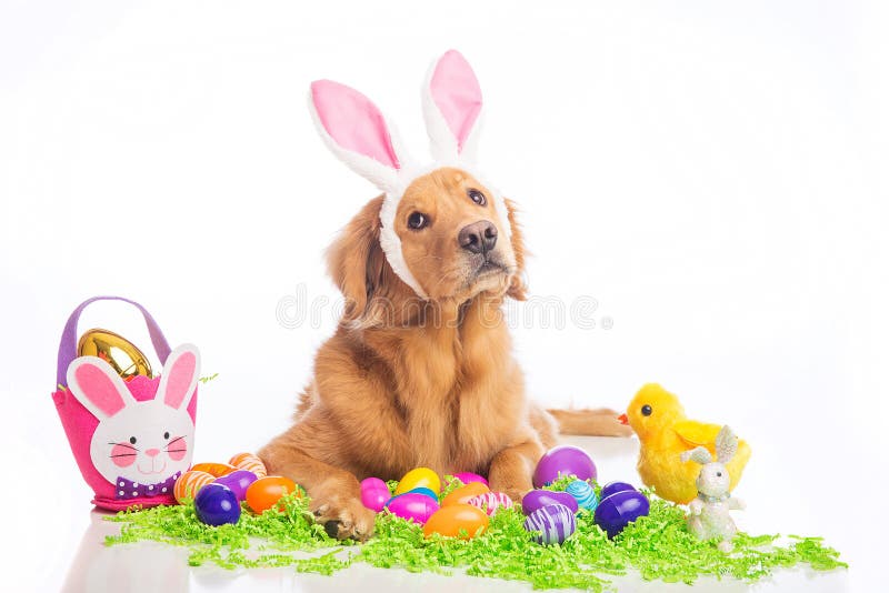 Easter Bunny Pictures With Dogs at Cheryl Talley blog